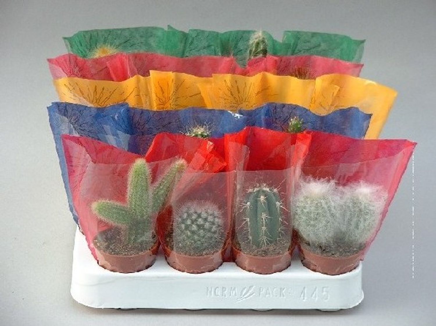 Cactus MIX — Plant Wholesale FlorAccess