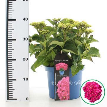 Hydrangea macrophylla CURLY SPARKLE RED — Hurtownia roślin FlorAccess