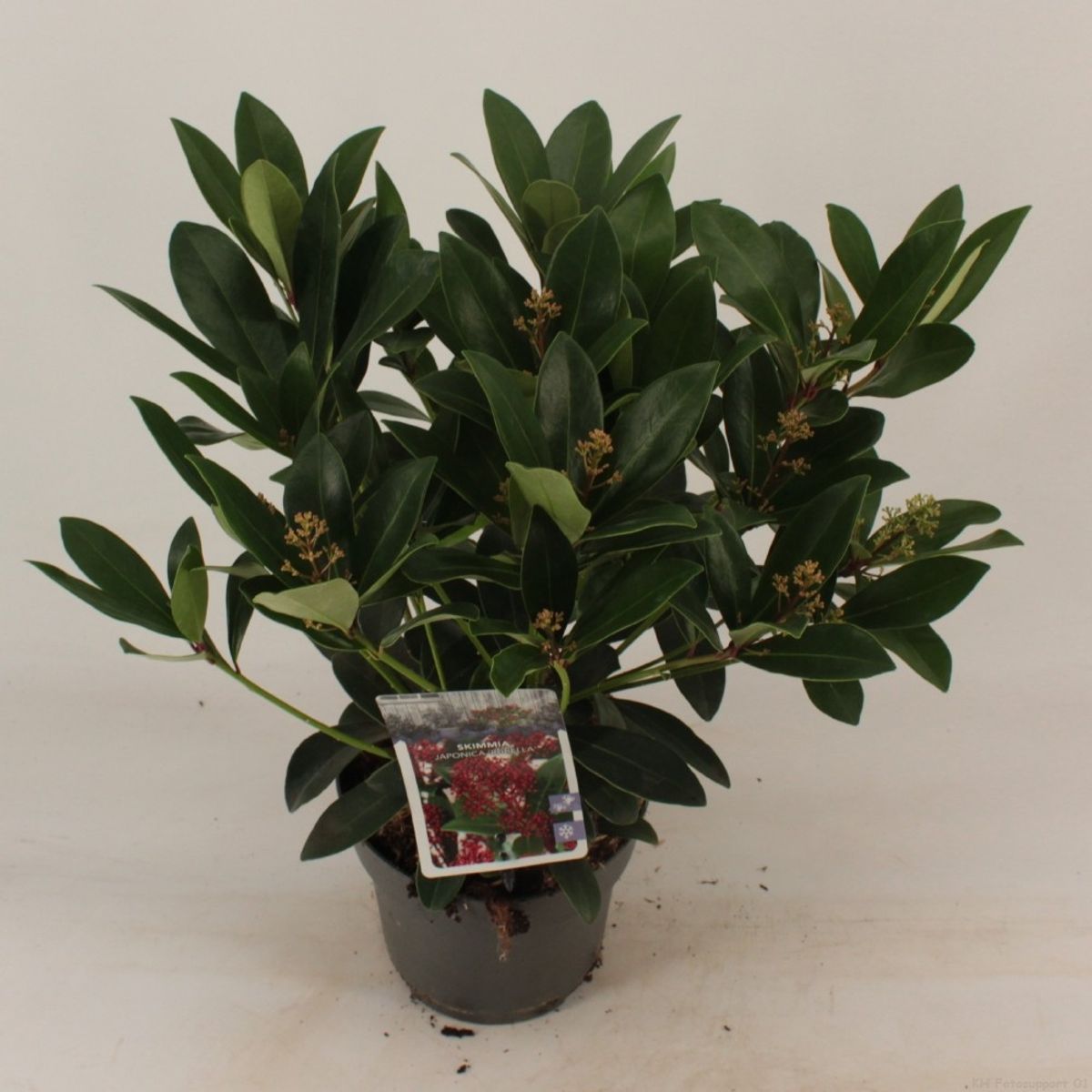Skimmia japonica 'Rubella' — Plant Wholesale FlorAccess