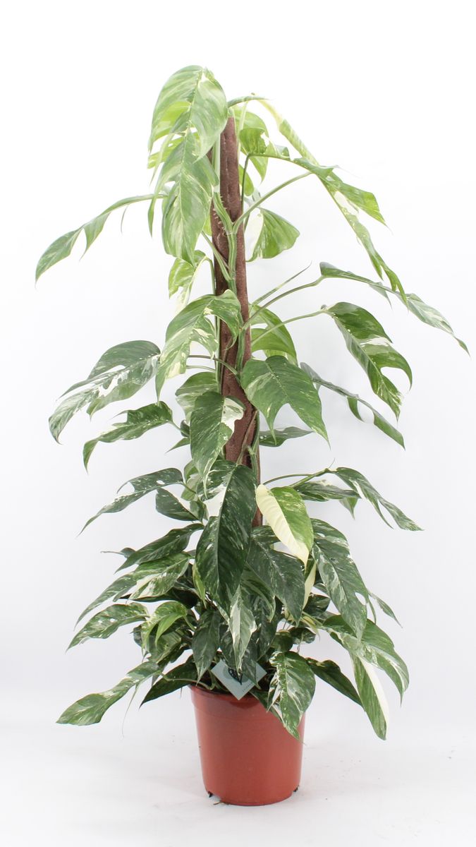 Epipremnum pinnatum 'Albo Variegata' — Plant Wholesale FlorAccess