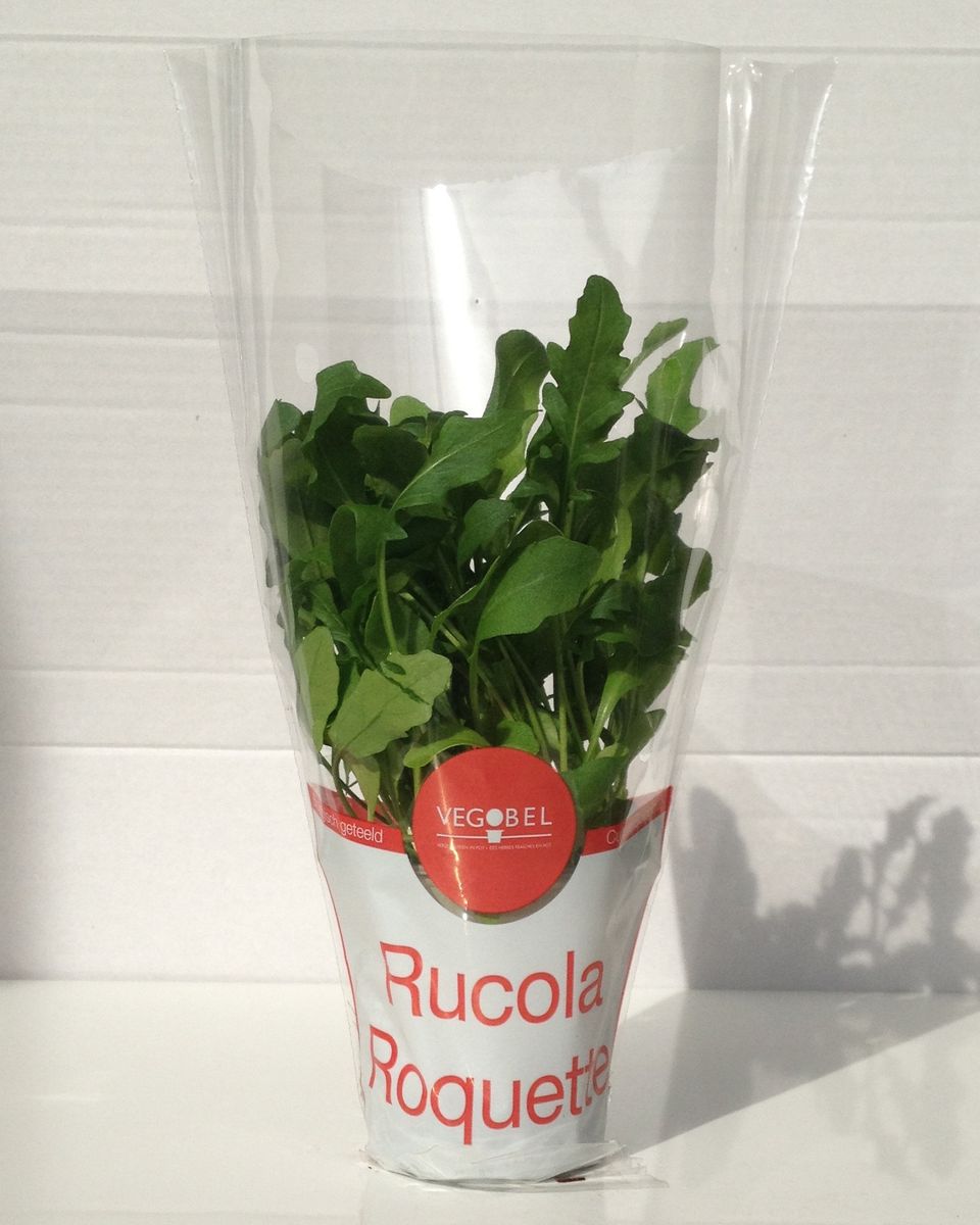 Eruca vesicaria sativa — Plant Wholesale FlorAccess