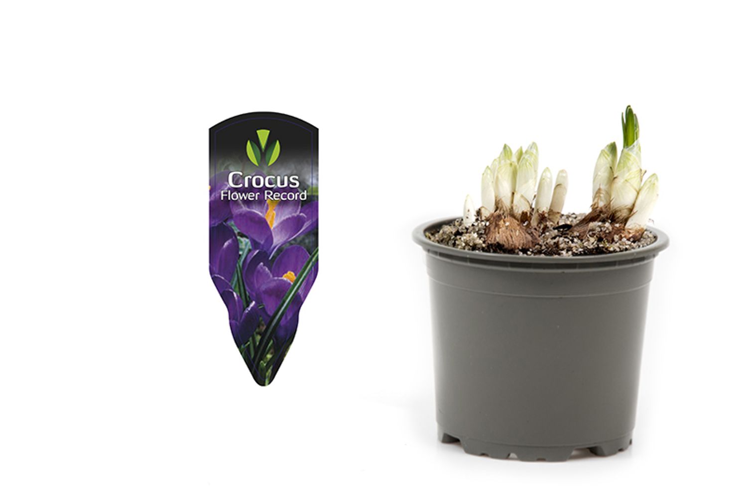 Crocus vernus 'Flower Record' — Рослини оптом FlorAccess