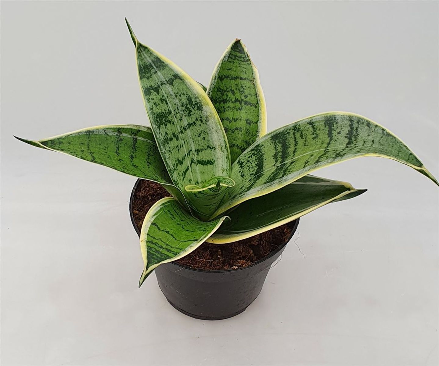 Sansevieria 'Silver Star' — Plant Wholesale FlorAccess
