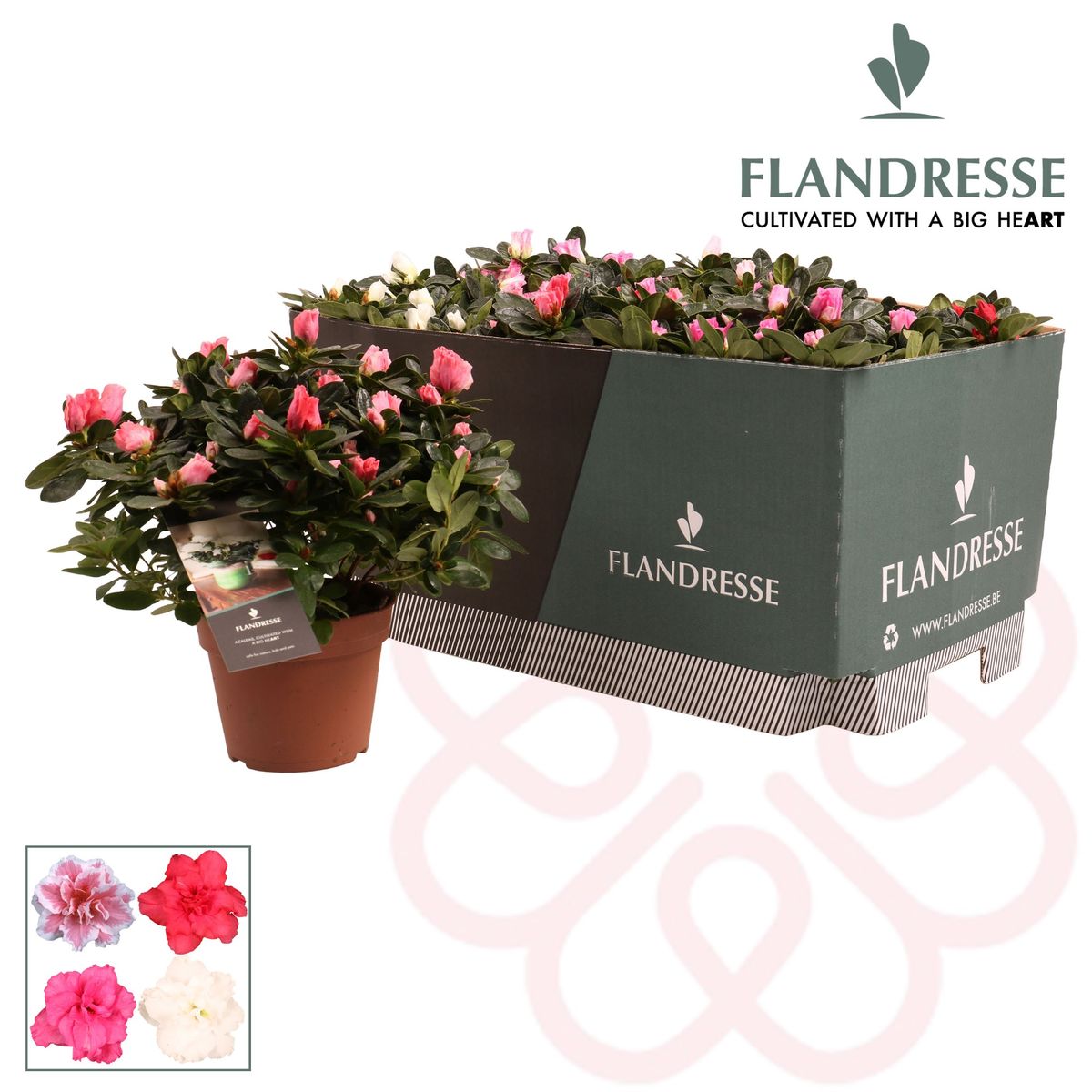 Rhododendron AZALEA MIX — Plant Wholesale FlorAccess