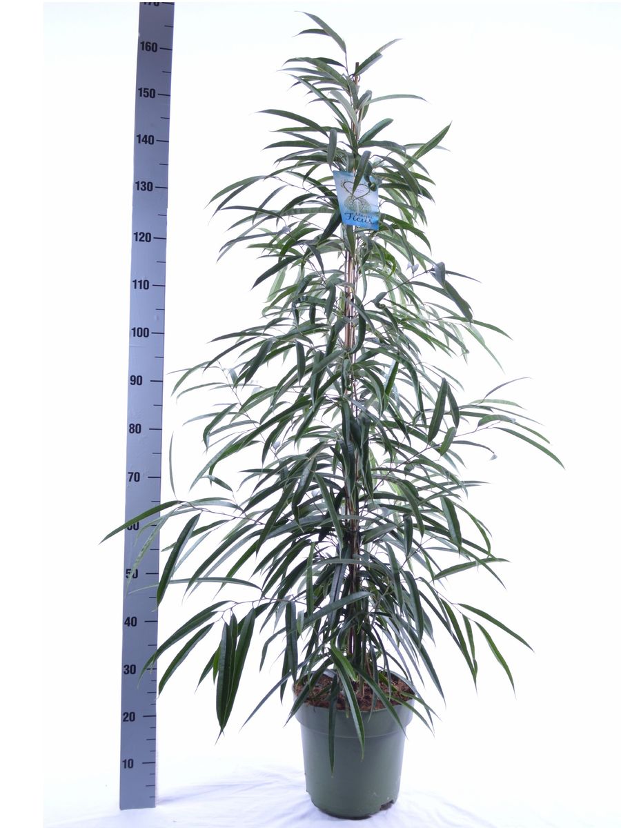 Ficus binnendijkii 'Alii' — Plant Wholesale FlorAccess