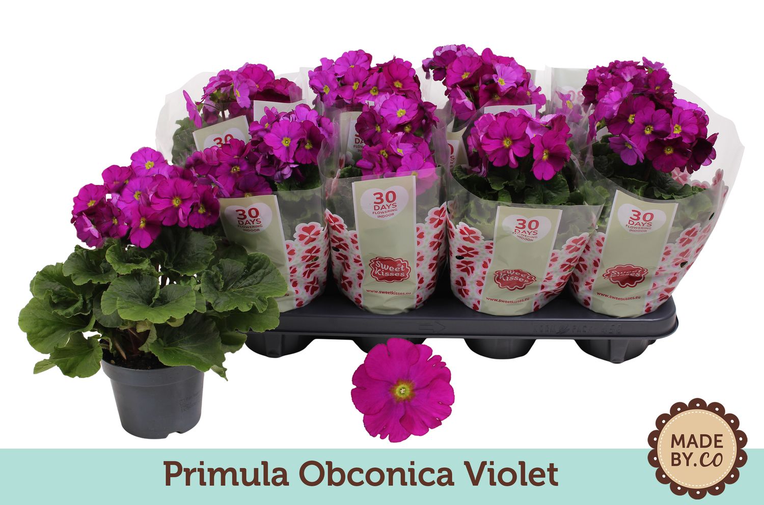 Primula obconica 'Touch Me Violet' — Plant Wholesale FlorAccess