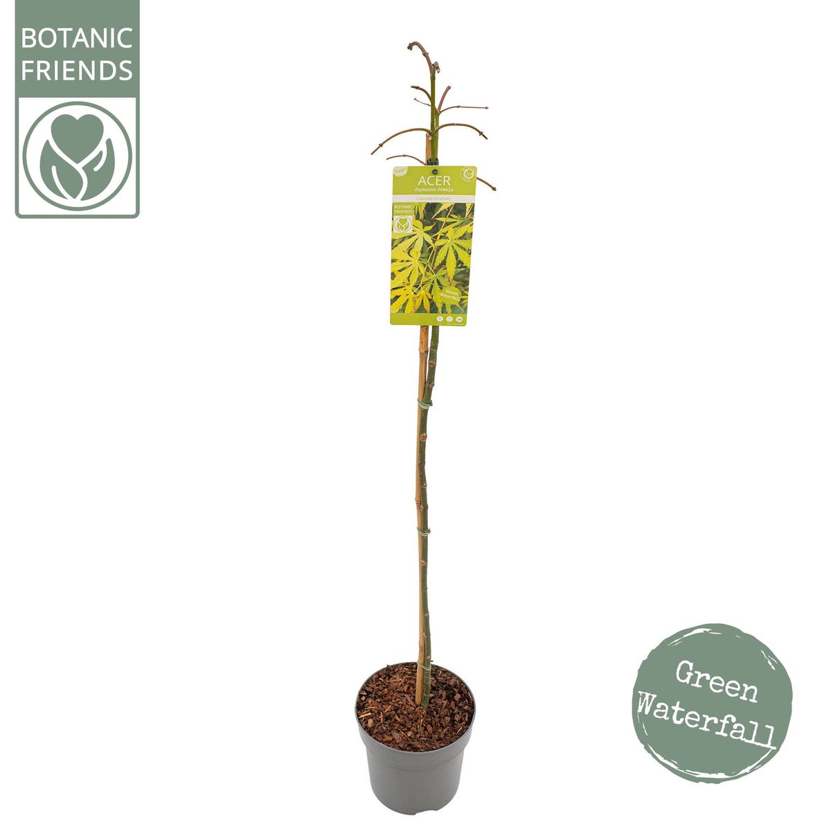 Acer palmatum CASCADE EMERALD — Plant Wholesale FlorAccess