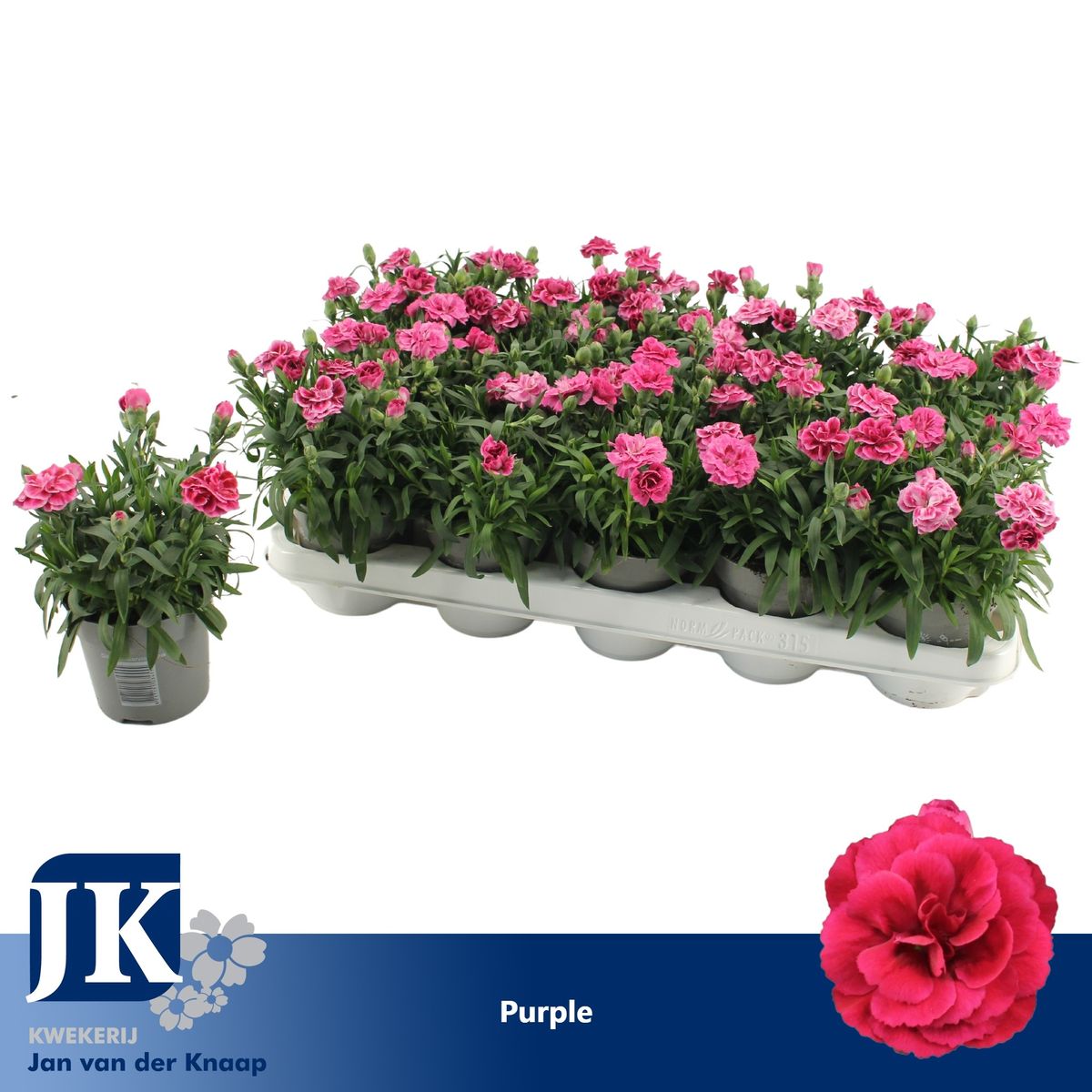 Dianthus OSCAR PURPLE WINGS — Plant Wholesale FlorAccess