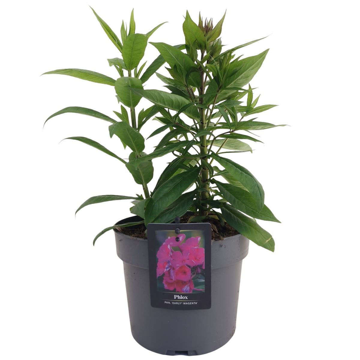 Phlox EARLY MAGENTA — Plant Wholesale FlorAccess