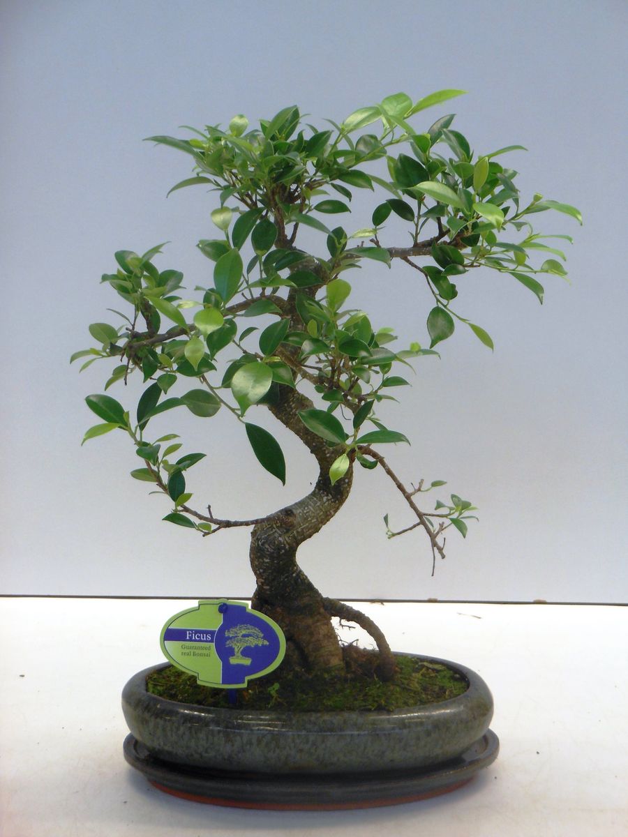 Ficus microcarpa — Plant Wholesale FlorAccess