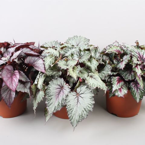 Begonia BELEAF MIX — Plant Wholesale FlorAccess