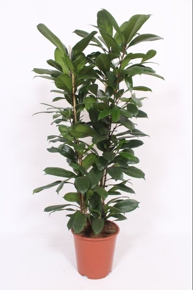 Ficus cyathistipula — Plant Wholesale FlorAccess