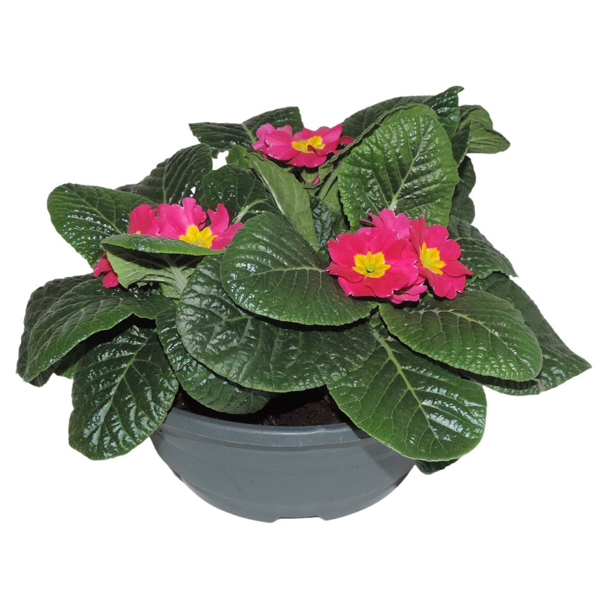 Primula 'Cairo Rose' — Plant Wholesale FlorAccess