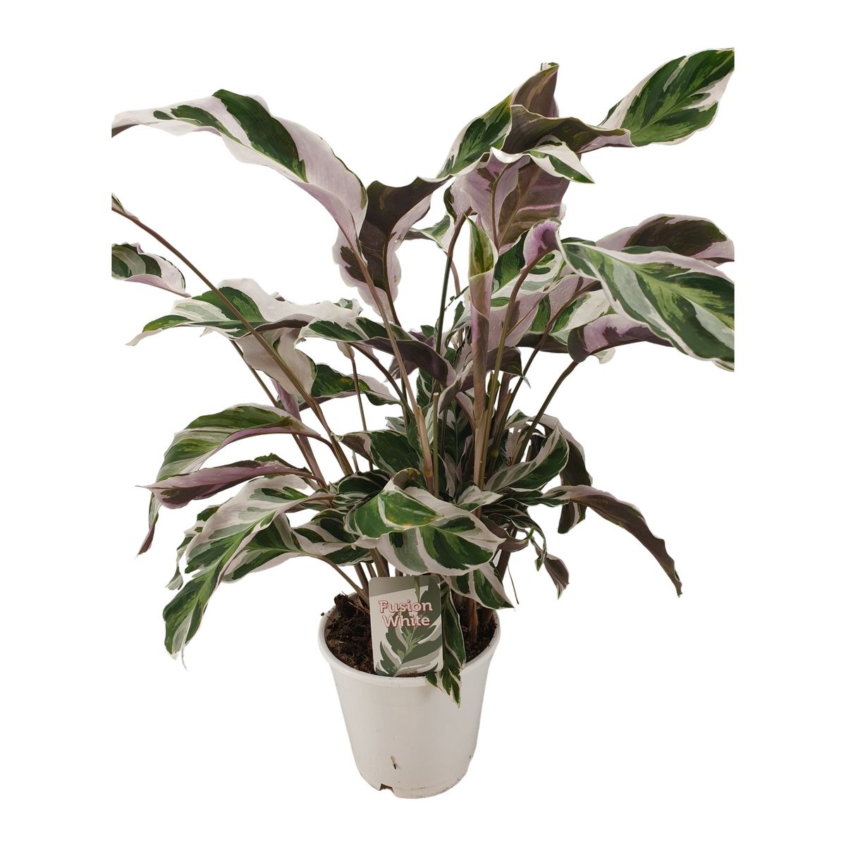 Calathea 'White Fusion' — Plant Wholesale FlorAccess