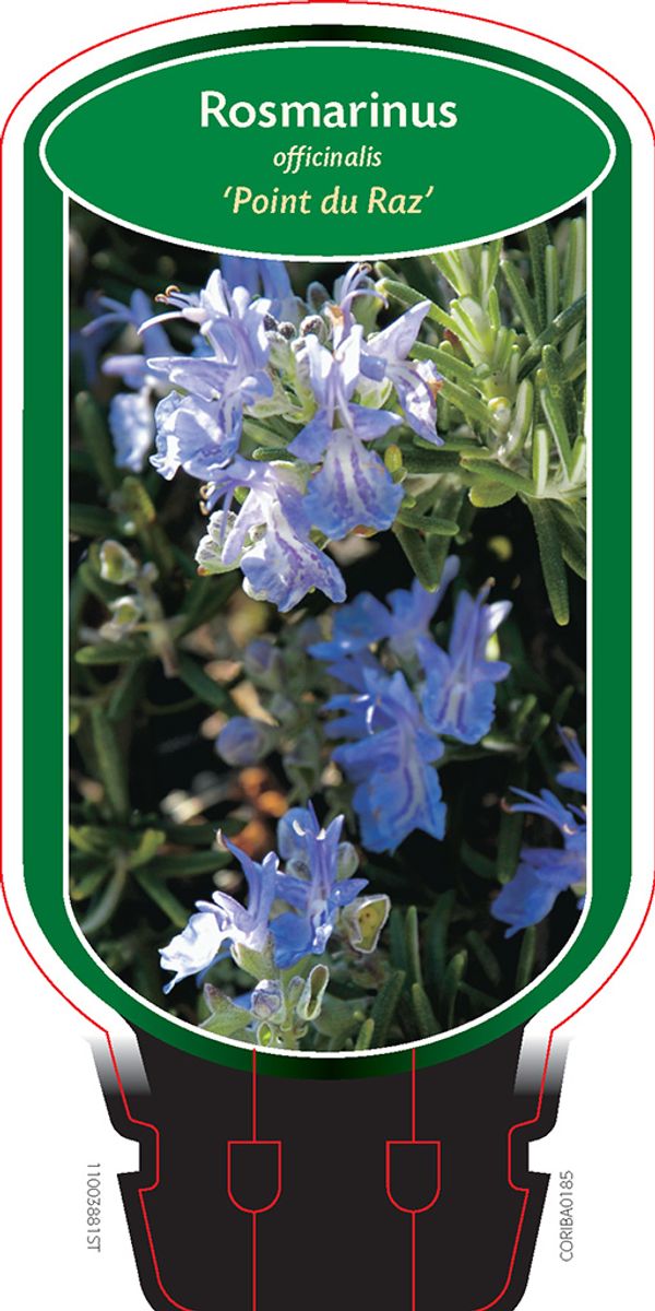 Rosmarinus officinalis 'Pointe du Raz' — Plant Wholesale FlorAccess