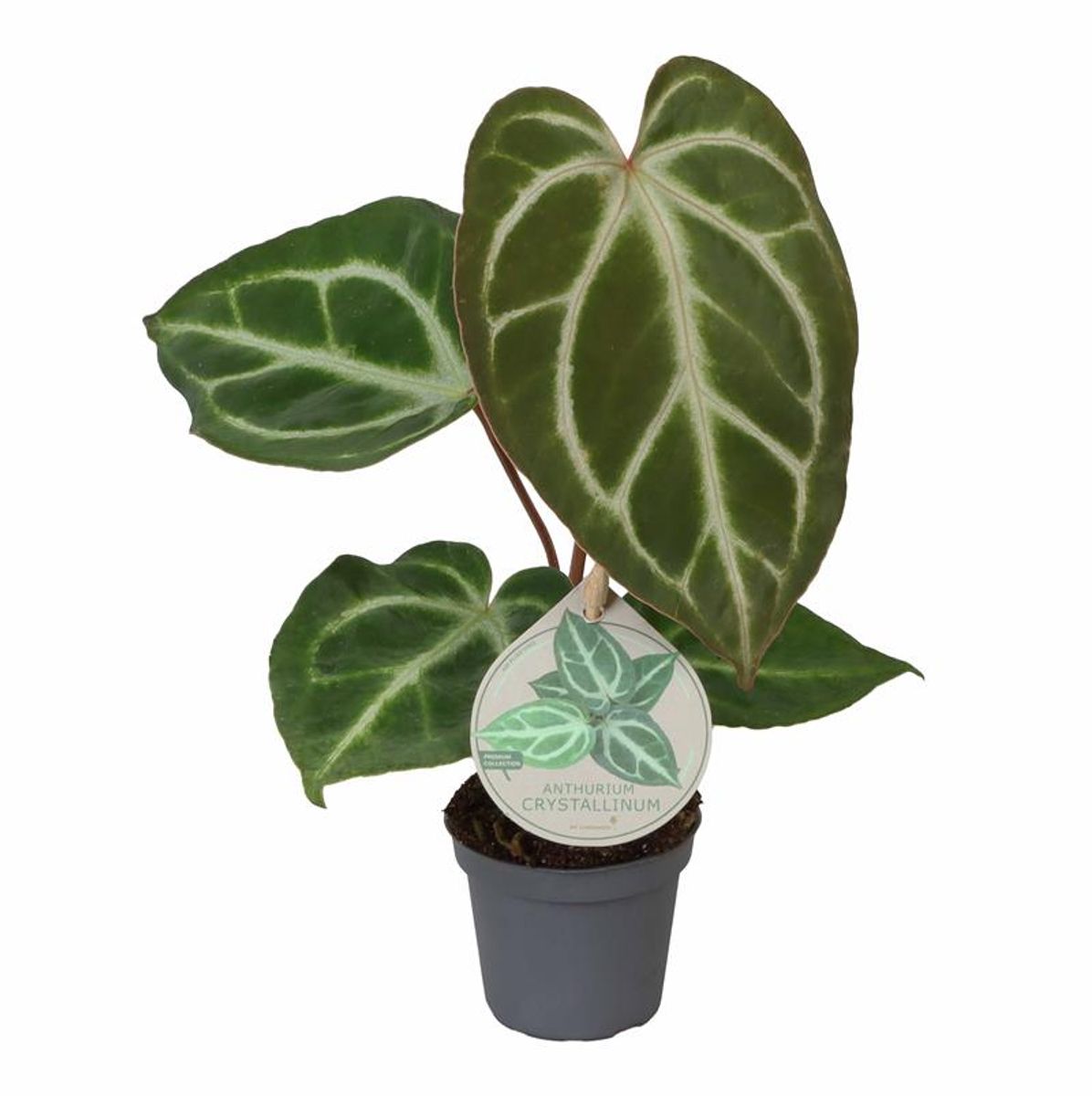 Anthurium crystallinum — Plant Wholesale FlorAccess
