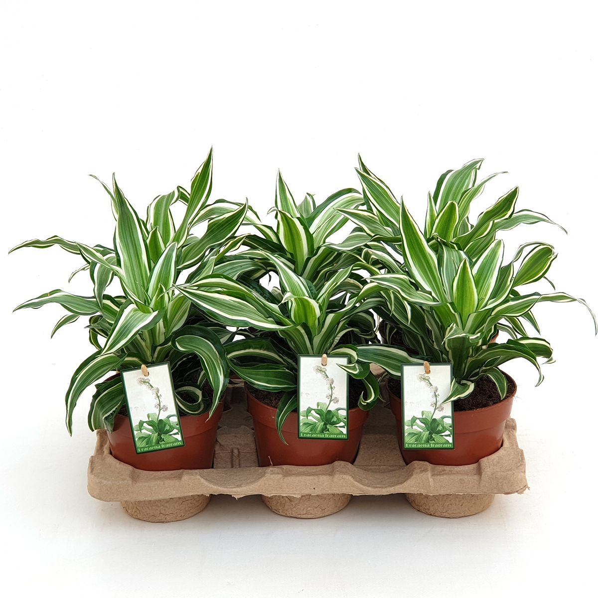 Dracaena Fragrans Kanzi FlorAccess dracaena-fragrans-kanzi-floraccess