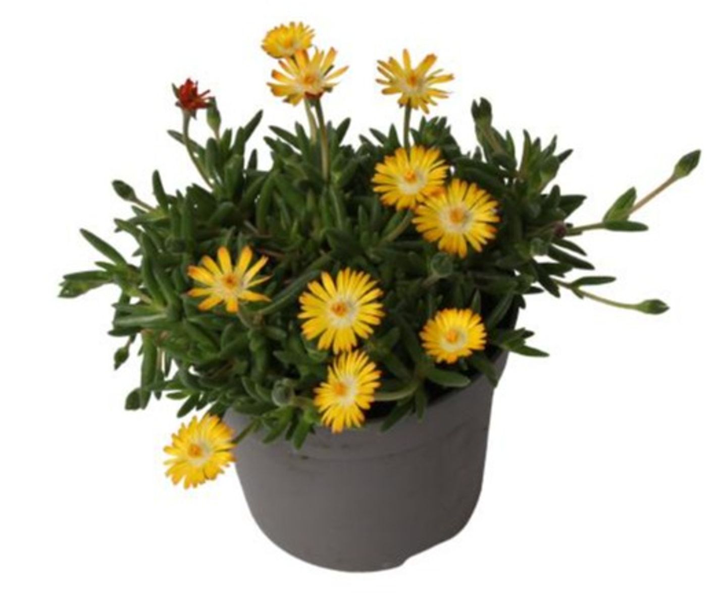 Delosperma cooperi LIDO YELLOW WITH EYE — Plant Wholesale FlorAccess