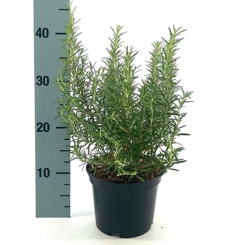 Rosmarinus officinalis 'Roseus' — Toptan Bitki Satışı FlorAccess