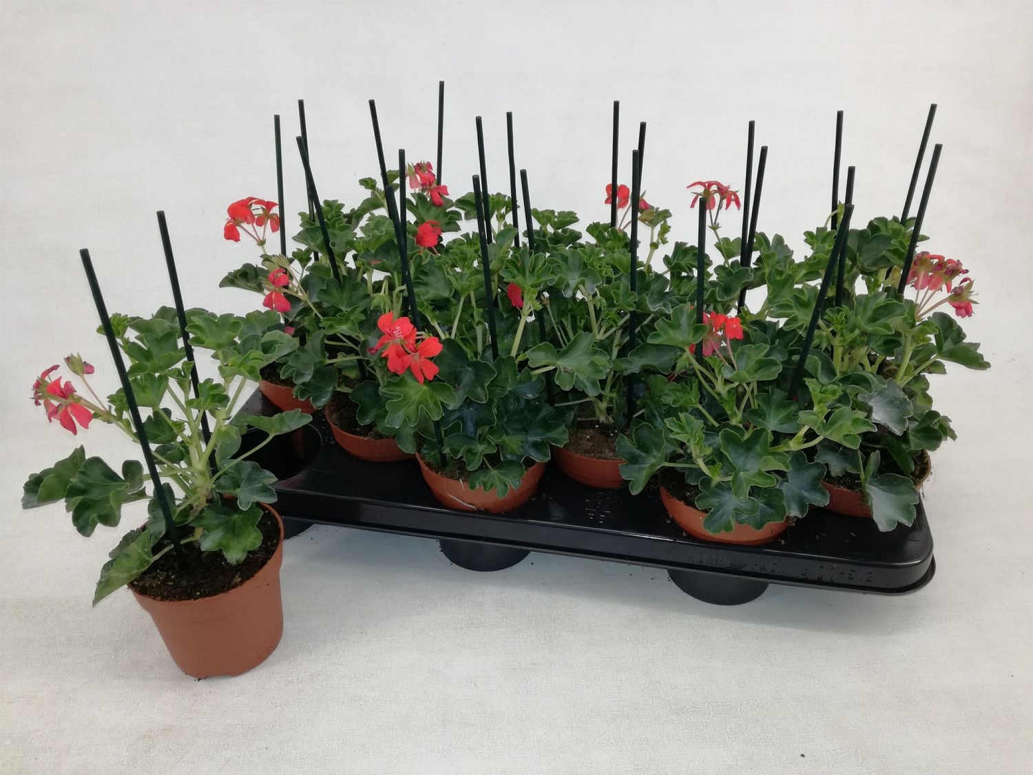 Pelargonium 'Ville de Paris Red' — Plant Wholesale FlorAccess