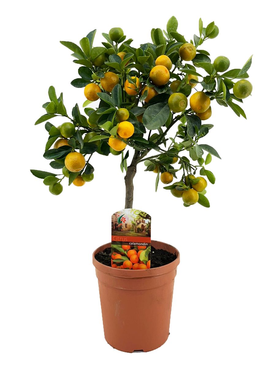 Citrus x microcarpa — Mayorista de plantas FlorAccess