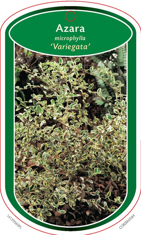 Azara microphylla 'Variegata' — Plant Wholesale FlorAccess