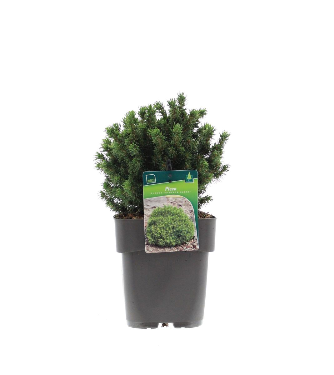 Picea glauca 'Alberta Globe' — Plant Wholesale FlorAccess