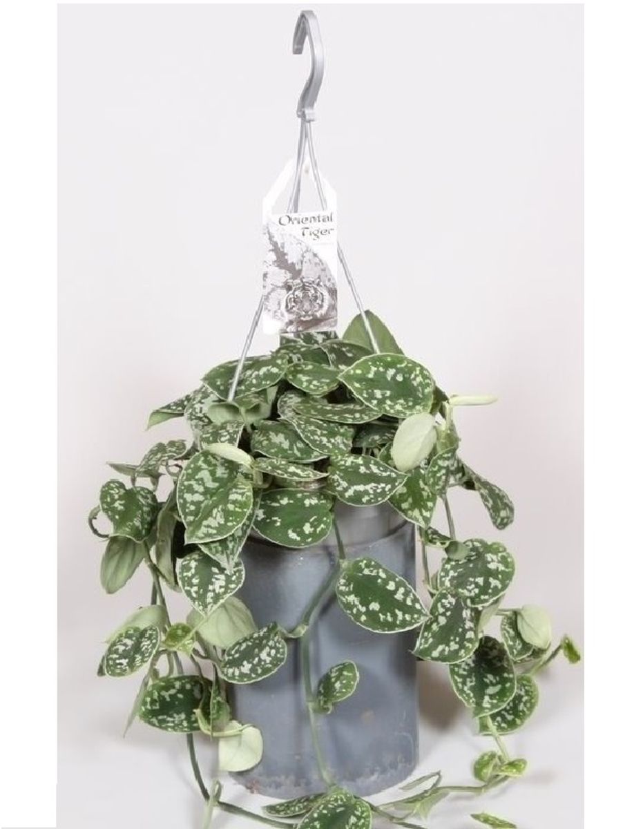 Scindapsus pictus 'Argyraeus' — Plant Wholesale FlorAccess