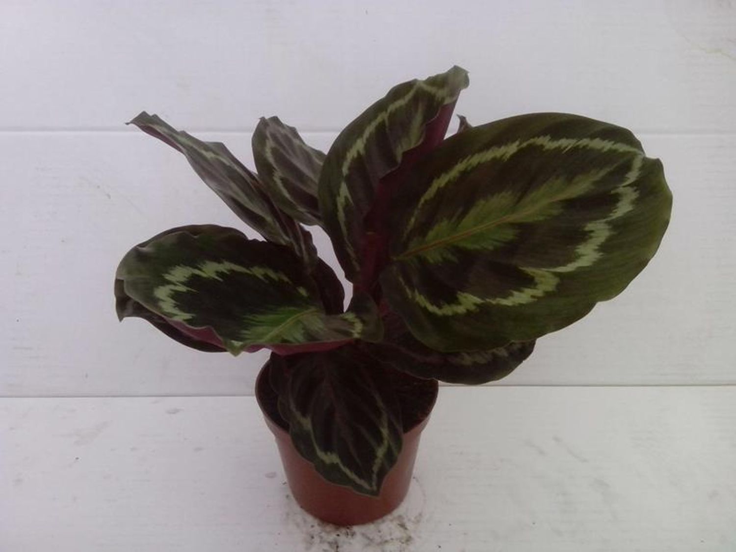 Calathea 'Medallion' — Plant Wholesale FlorAccess