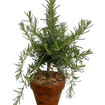 Rosmarinus officinalis 'Prostratus' — Plant Wholesale FlorAccess
