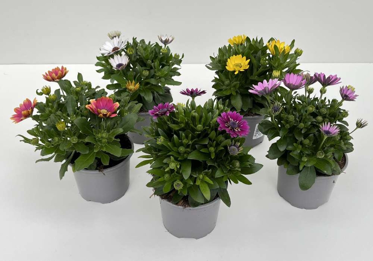 Osteospermum MIX — Plant Wholesale FlorAccess
