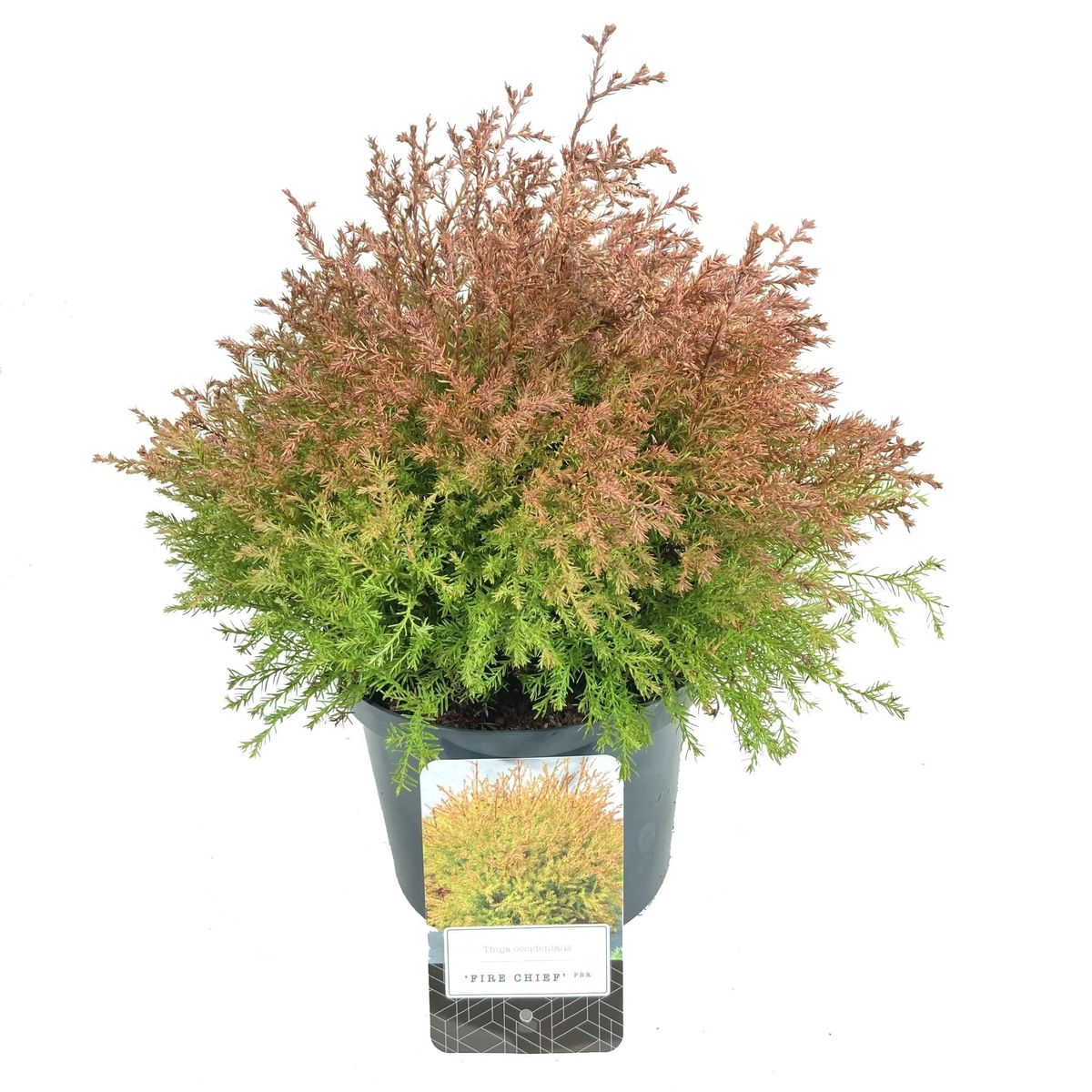 Thuja occidentalis FIRE CHIEF — Plant Wholesale FlorAccess