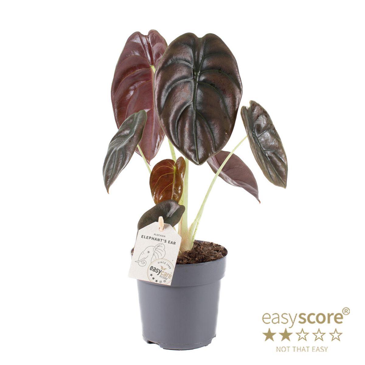 Alocasia cuprea 'Red Secret' — Plant Wholesale FlorAccess