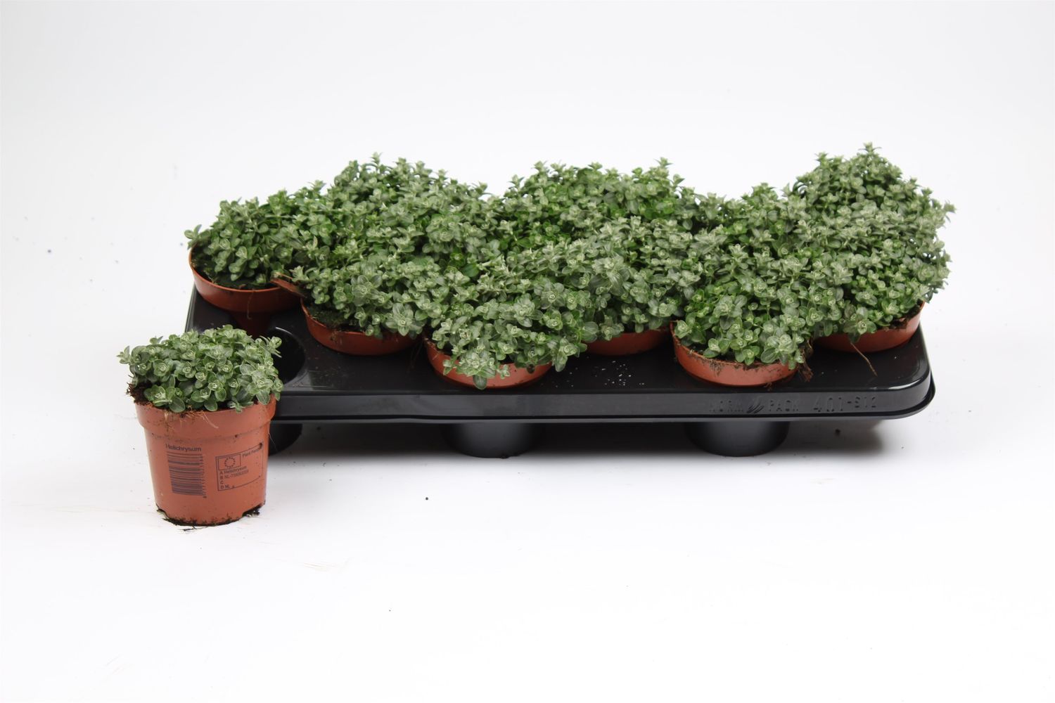 Helichrysum microphyllum 'Silver Mist' — Plant Wholesale FlorAccess