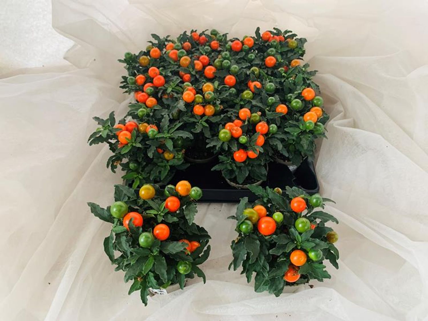 Solanum pseudocapsicum 'Apollo' — Plant Wholesale FlorAccess
