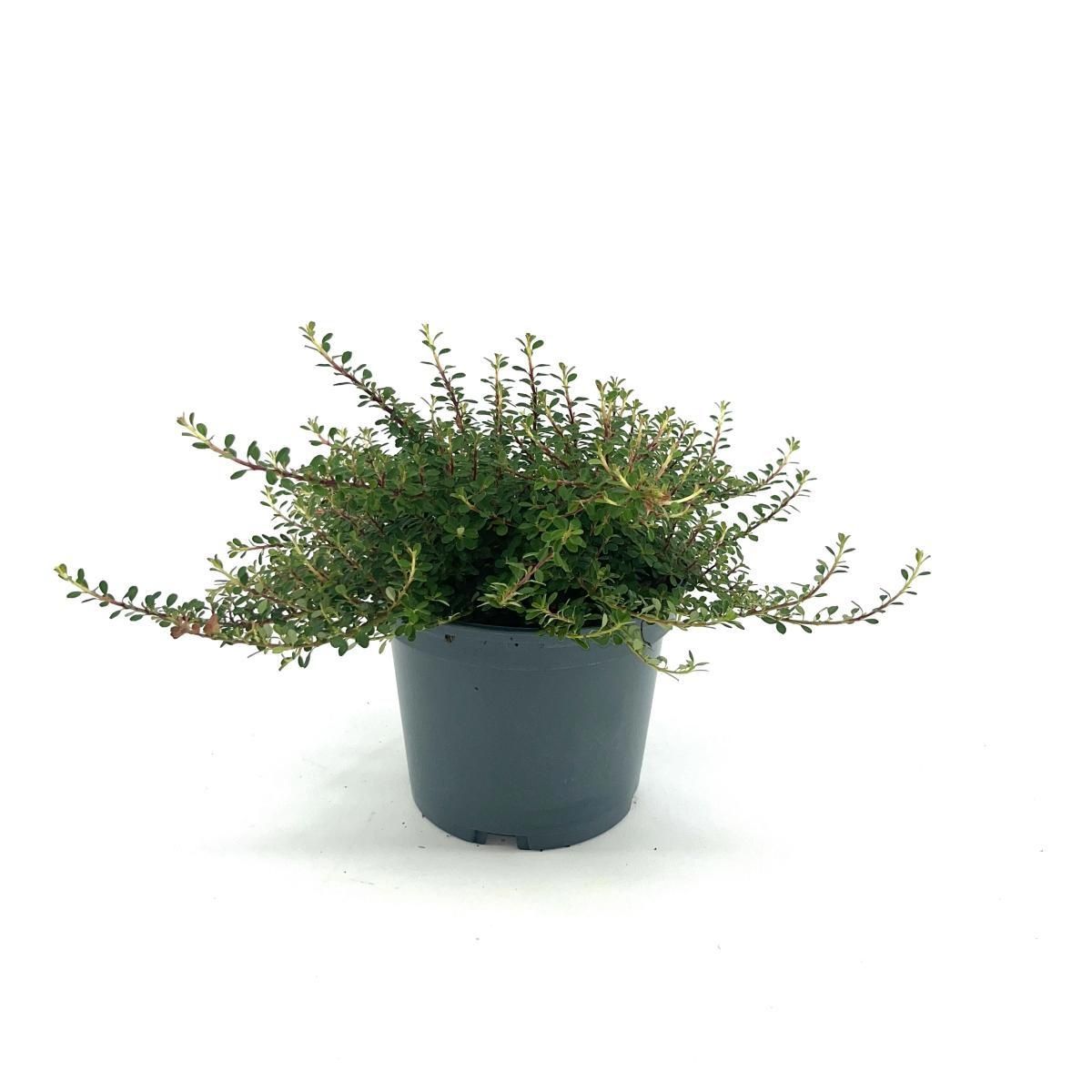 Cotoneaster congestus — Plant Wholesale FlorAccess