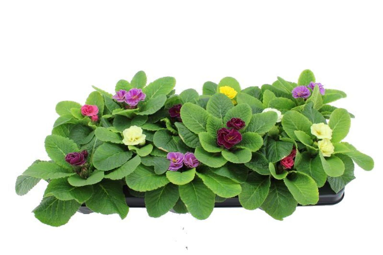 Primula ACAULIS MIX — Plant Wholesale FlorAccess