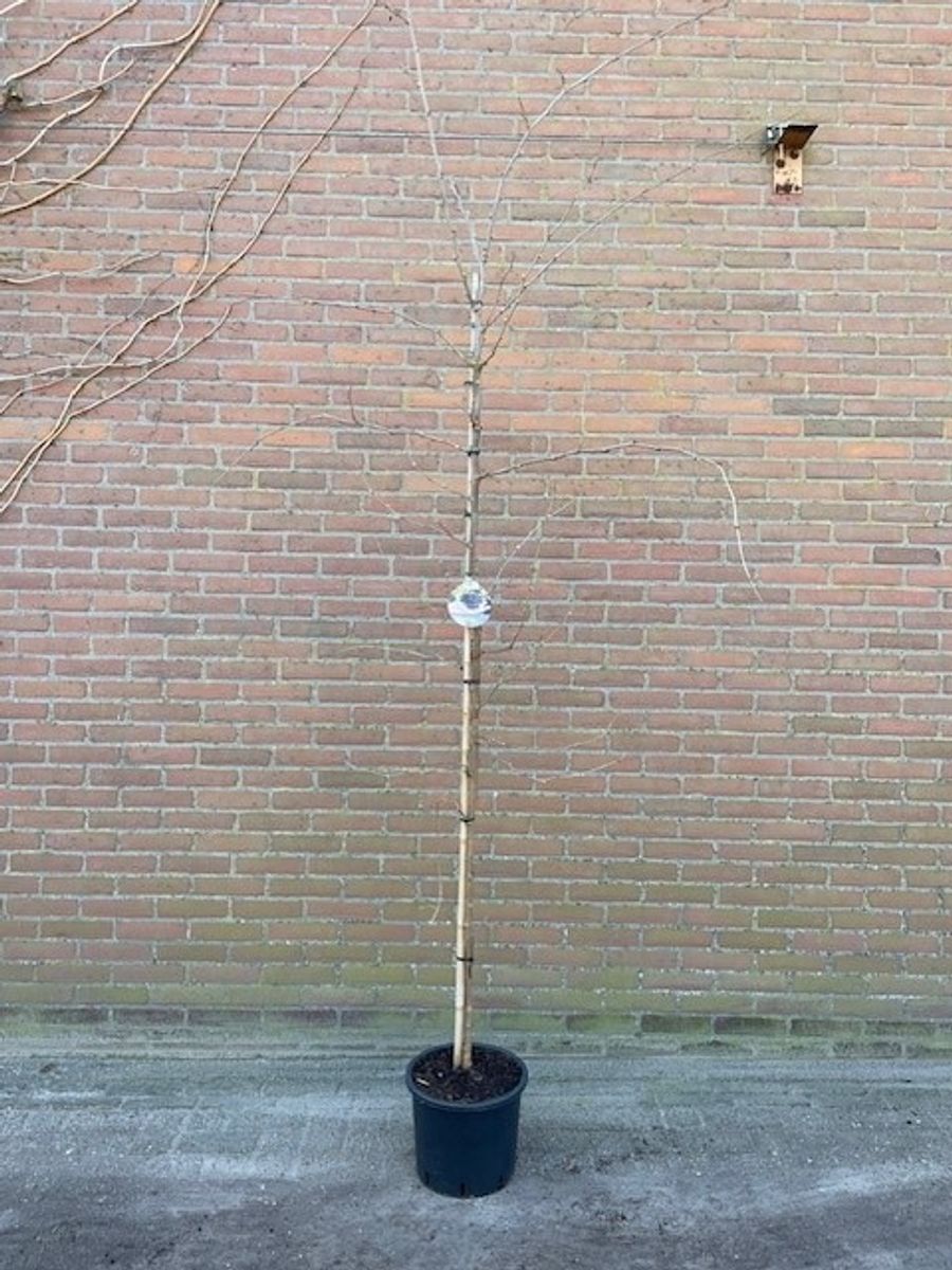 Morus rotundiloba MOJO BERRY — Plant Wholesale FlorAccess