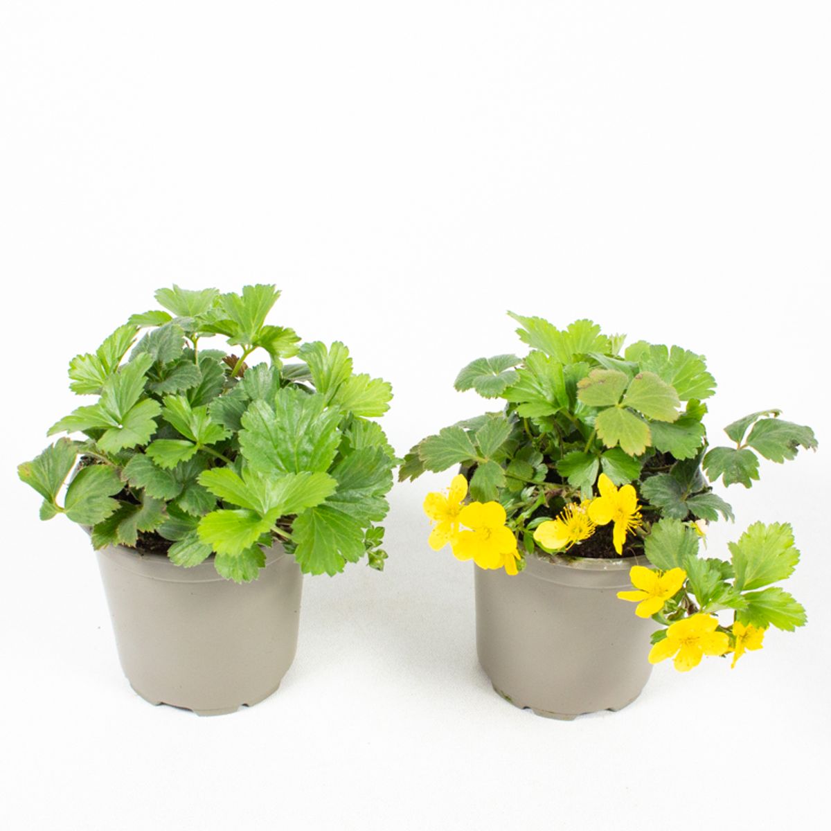 Waldsteinia ternata — Plant Wholesale FlorAccess