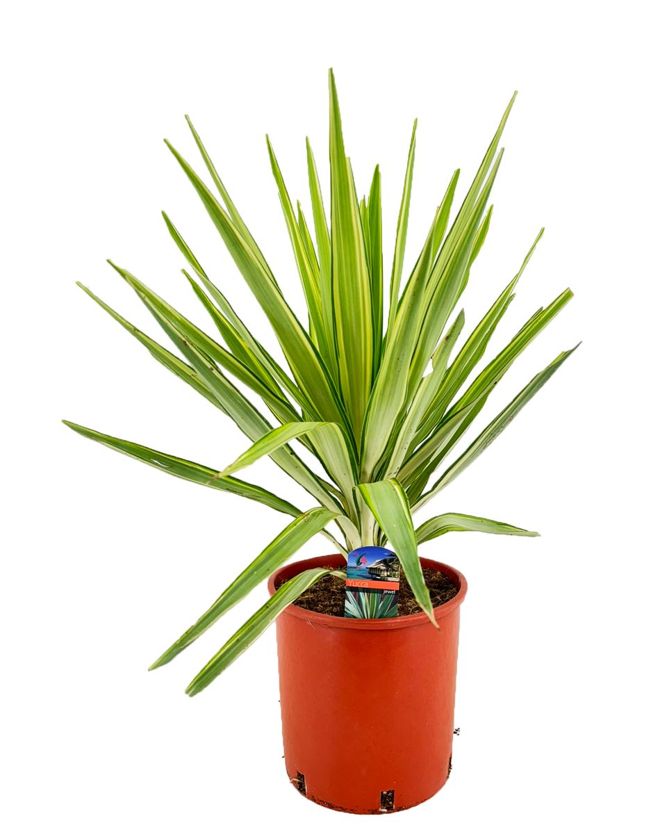 Yucca elephantipes 'Jewel' — Plant Wholesale FlorAccess