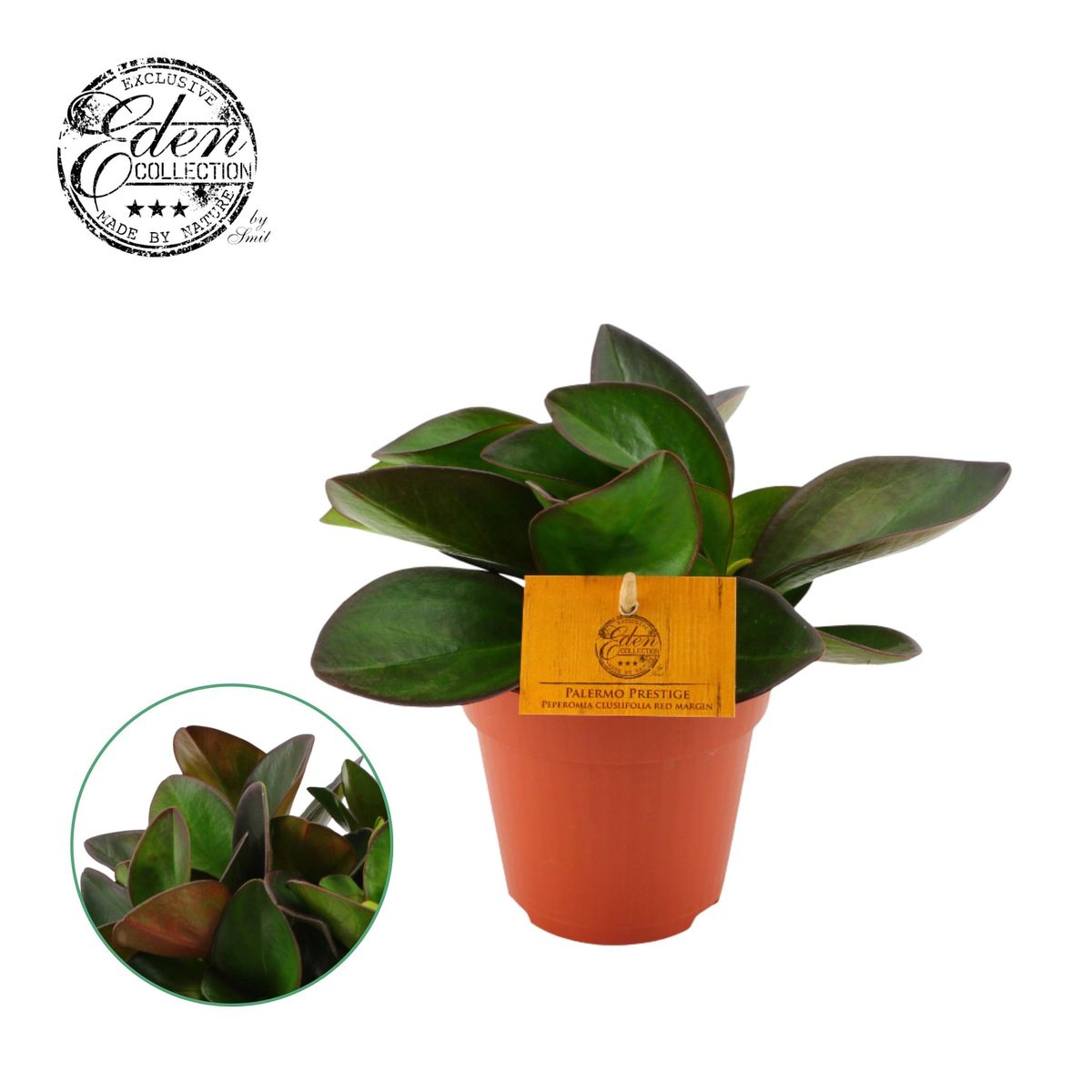 Peperomia clusiifolia 'Red Margin' — Plant Wholesale FlorAccess