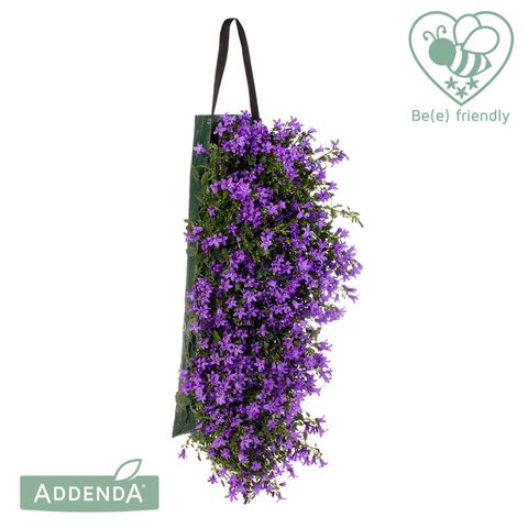 Campanula portenschlagiana AMBELLA PURPLE — Plant Wholesale FlorAccess
