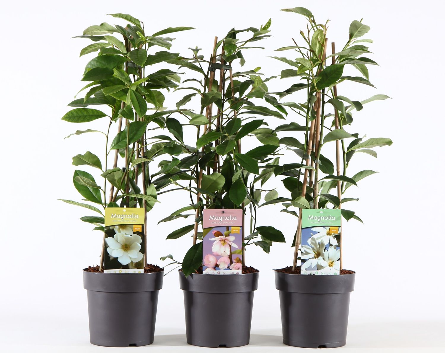 Magnolia FAIRY MIX — Plant Wholesale FlorAccess