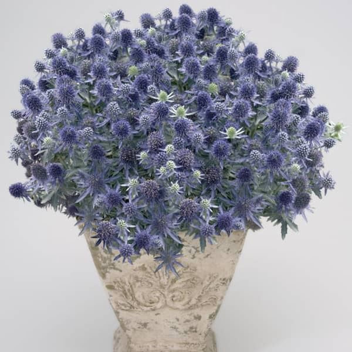 Eryngium planum 'Blue Hobbit' — Plant Wholesale FlorAccess
