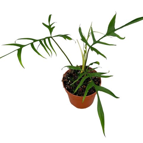 Philodendron polypodioides — Рослини оптом FlorAccess