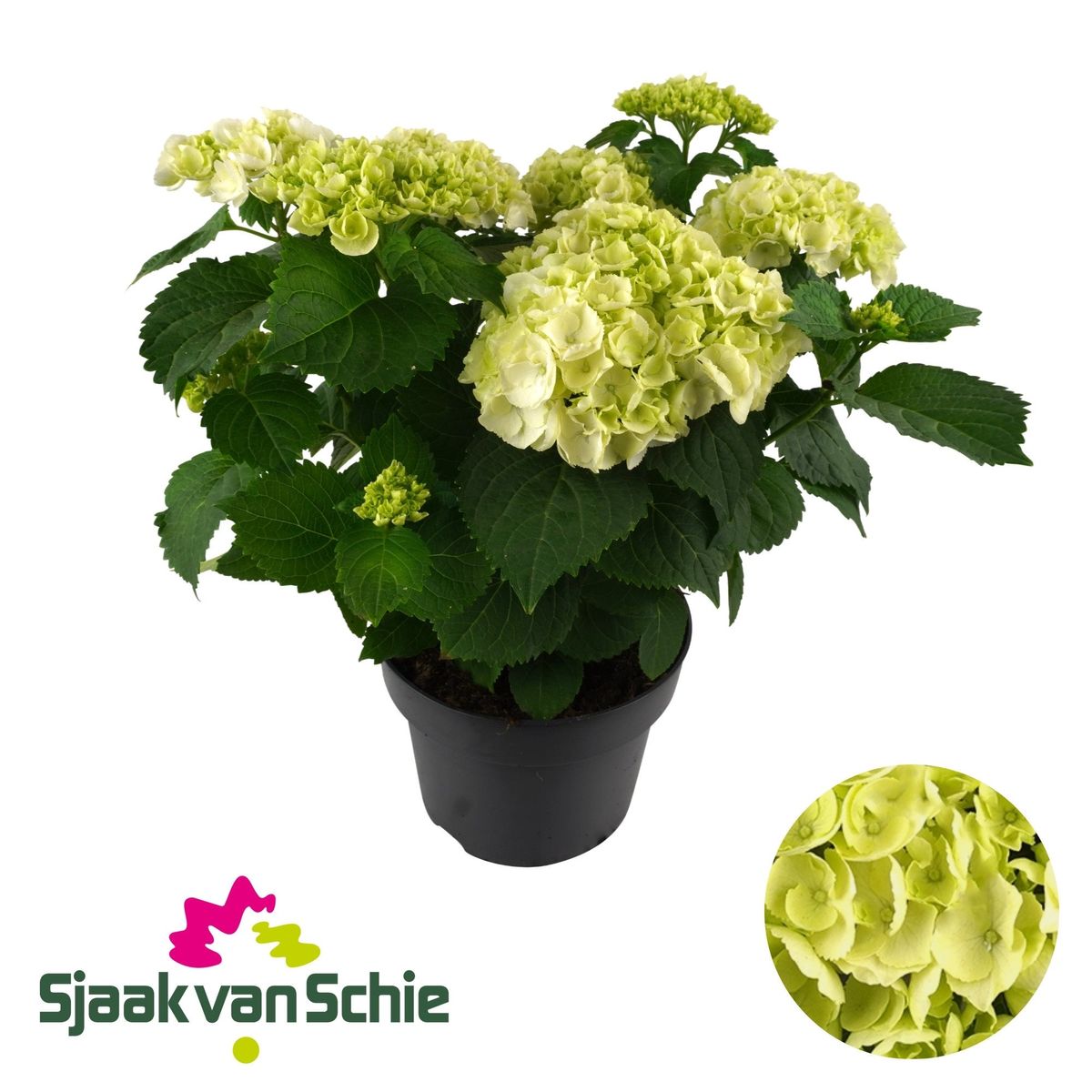 Hydrangea macrophylla MOPHEAD WHITE — Plant Wholesale FlorAccess
