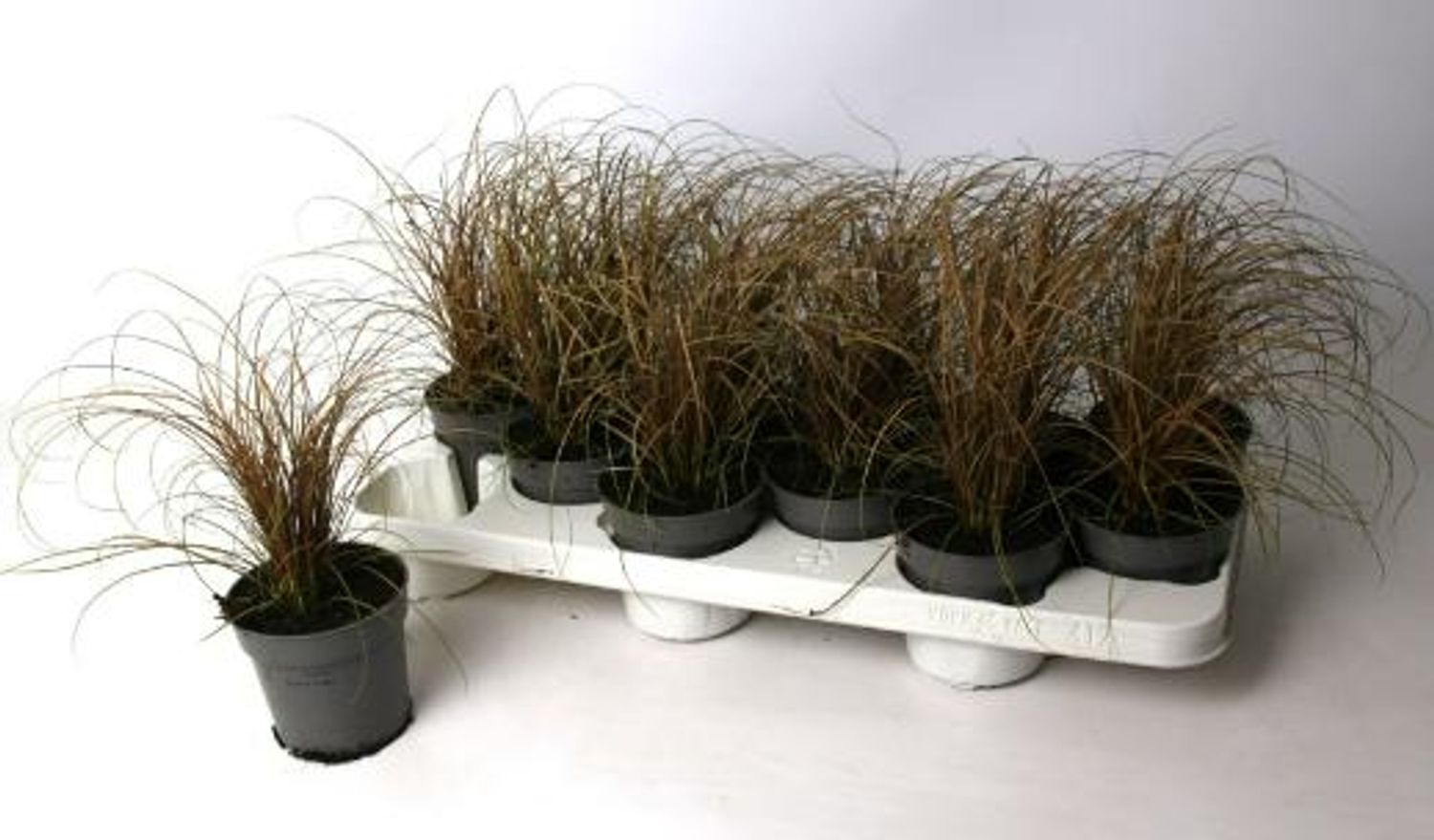 Carex comans AMAZON MIST — Plant Wholesale FlorAccess