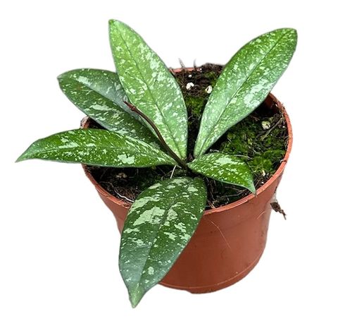 Hoya 'Crassipetiolata Splash' — Plant Wholesale FlorAccess