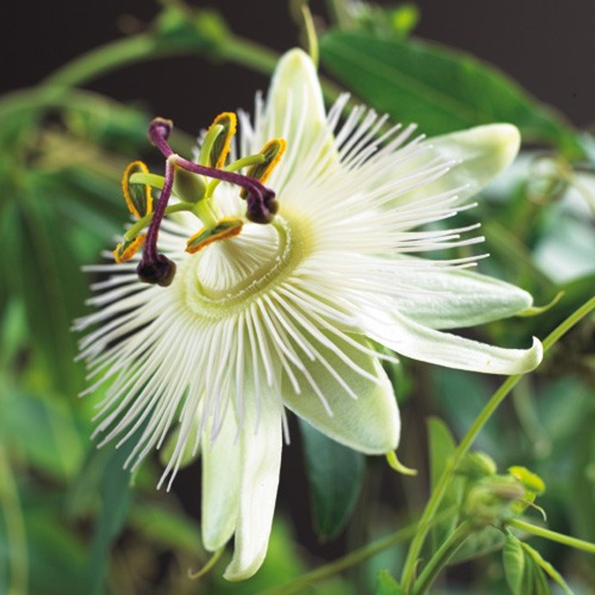 Passiflora caerulea 'Constance Elliott' — Plant Wholesale FlorAccess