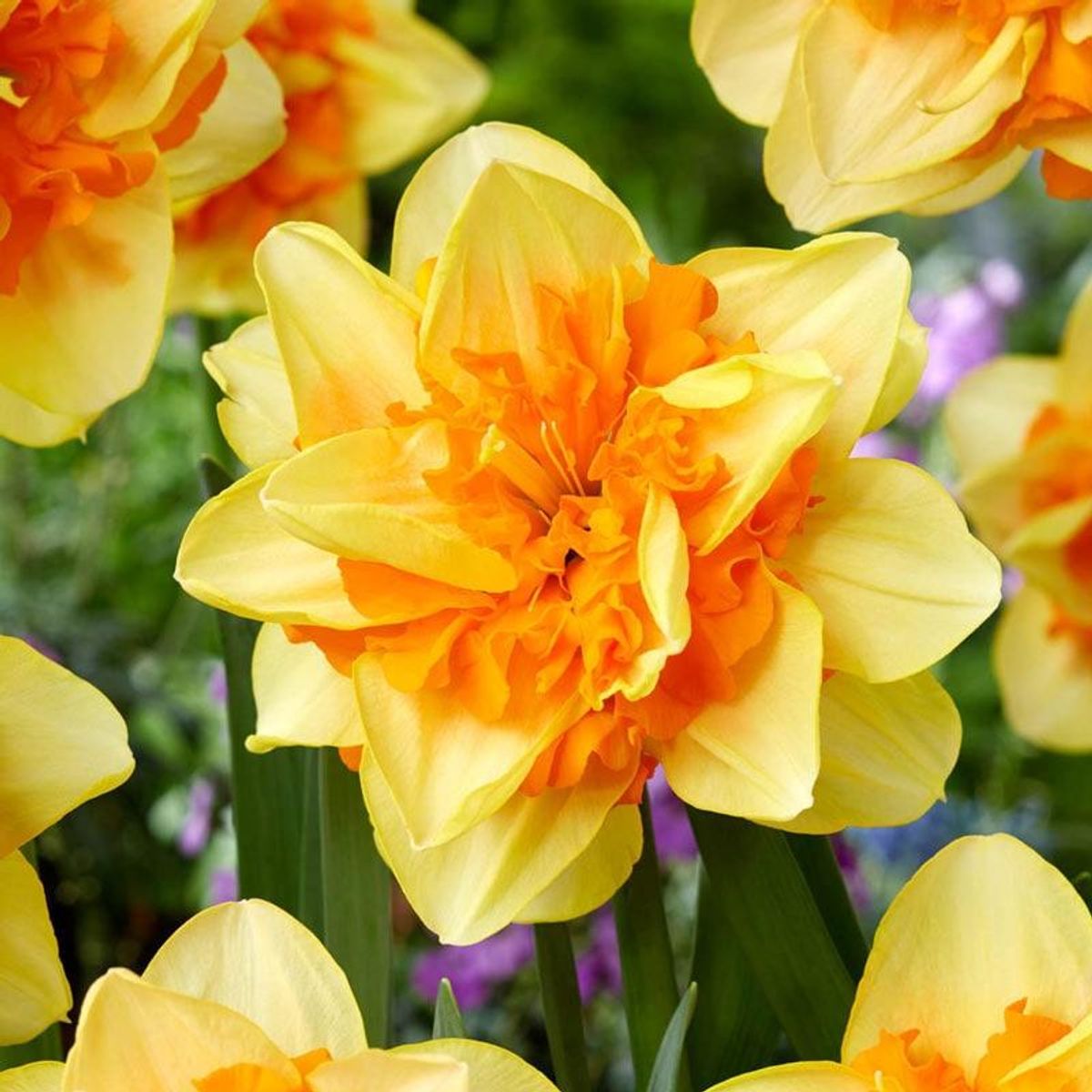 Narcissus 'Sun Catchers' — Plant Wholesale FlorAccess